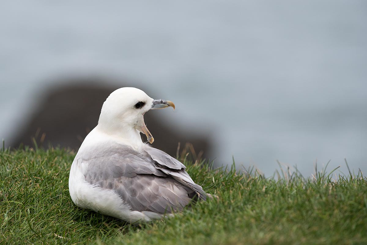 Stapi - Iceland The Beautiful